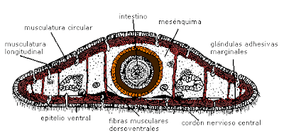 Platelmintos06: Clasificación: Cestodos, Turbelarios, Trematodos ...